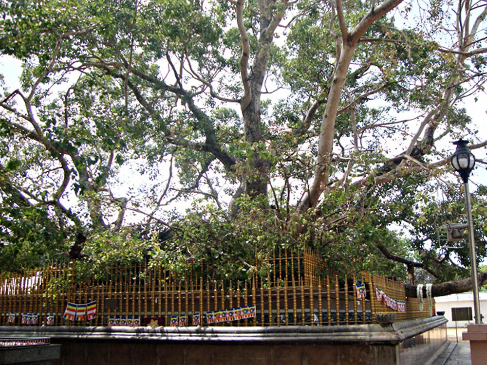 boo-tree-kataragama